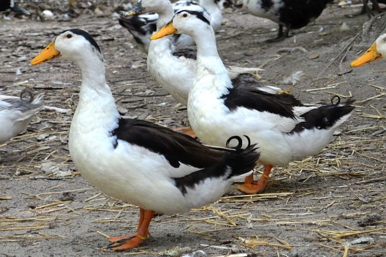 Magpie Duck - Breed Profile - Backyard Poultry